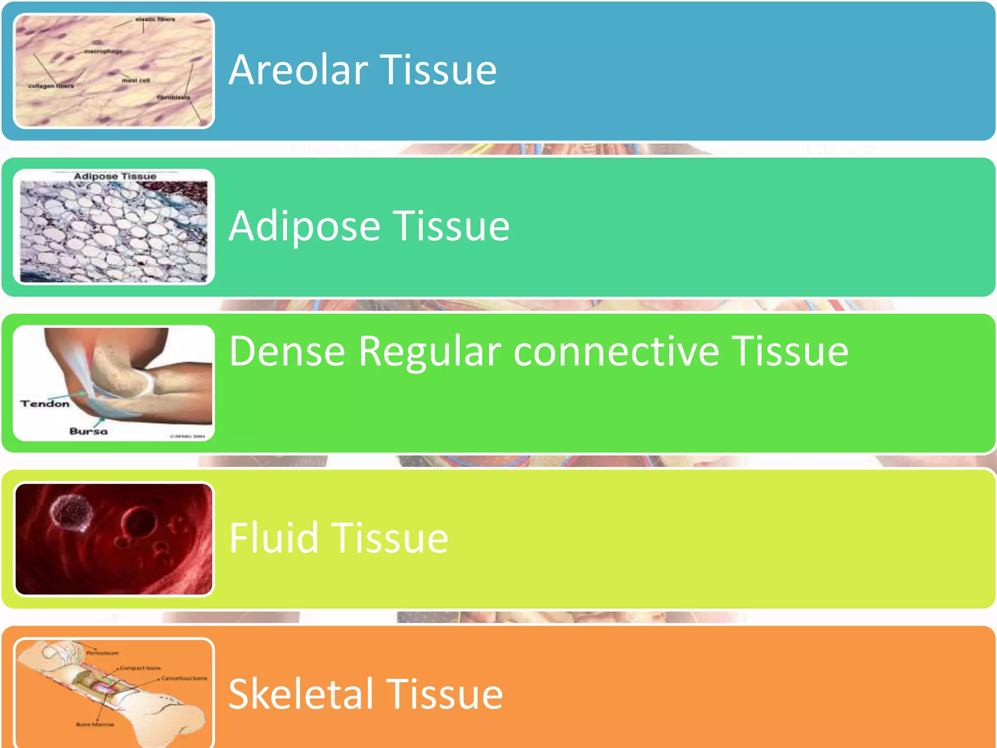 Tissue | PPT