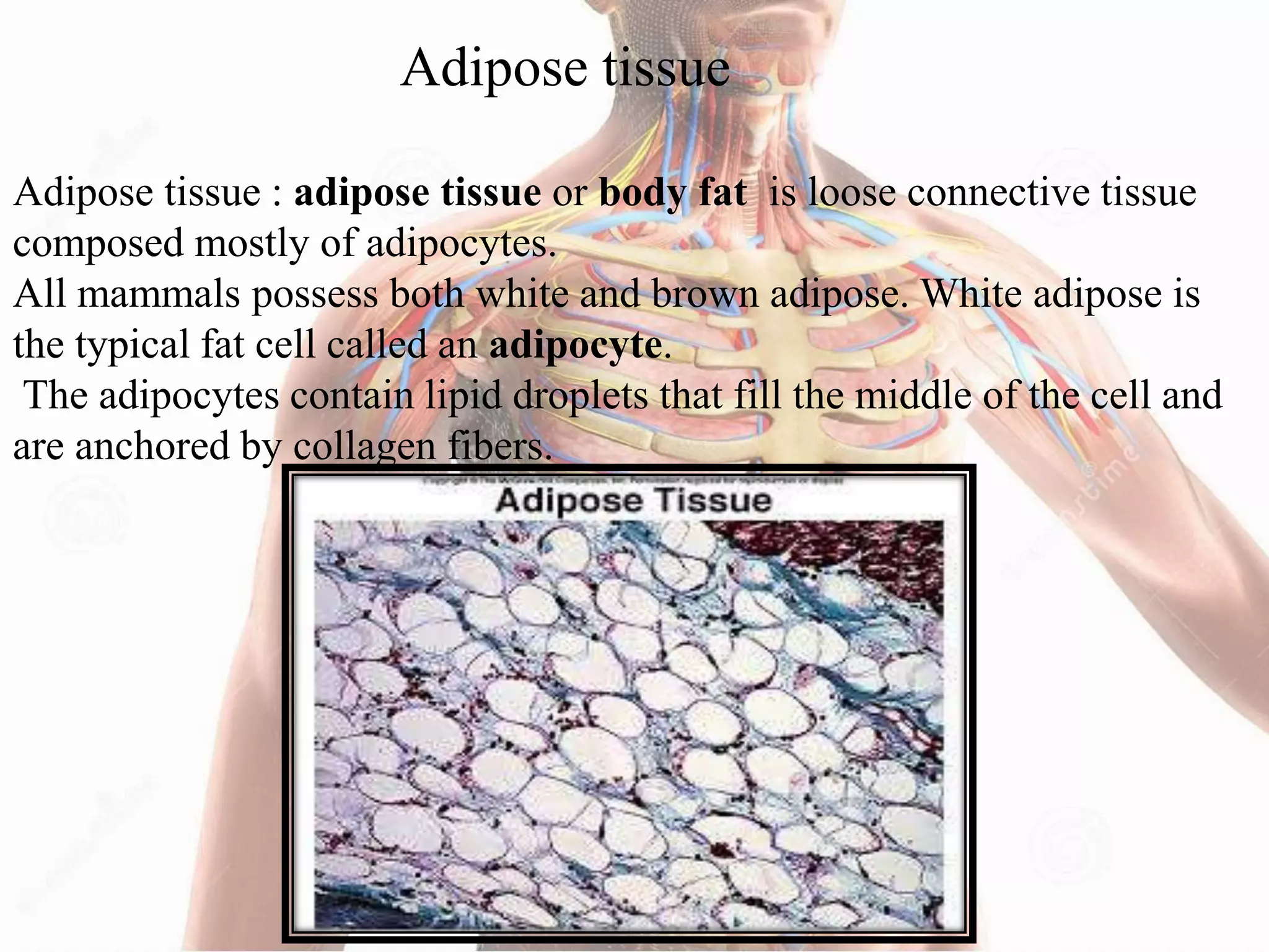 Tissue | PPT