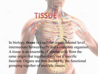 Tissue | PPT