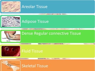 Tissue | PPT