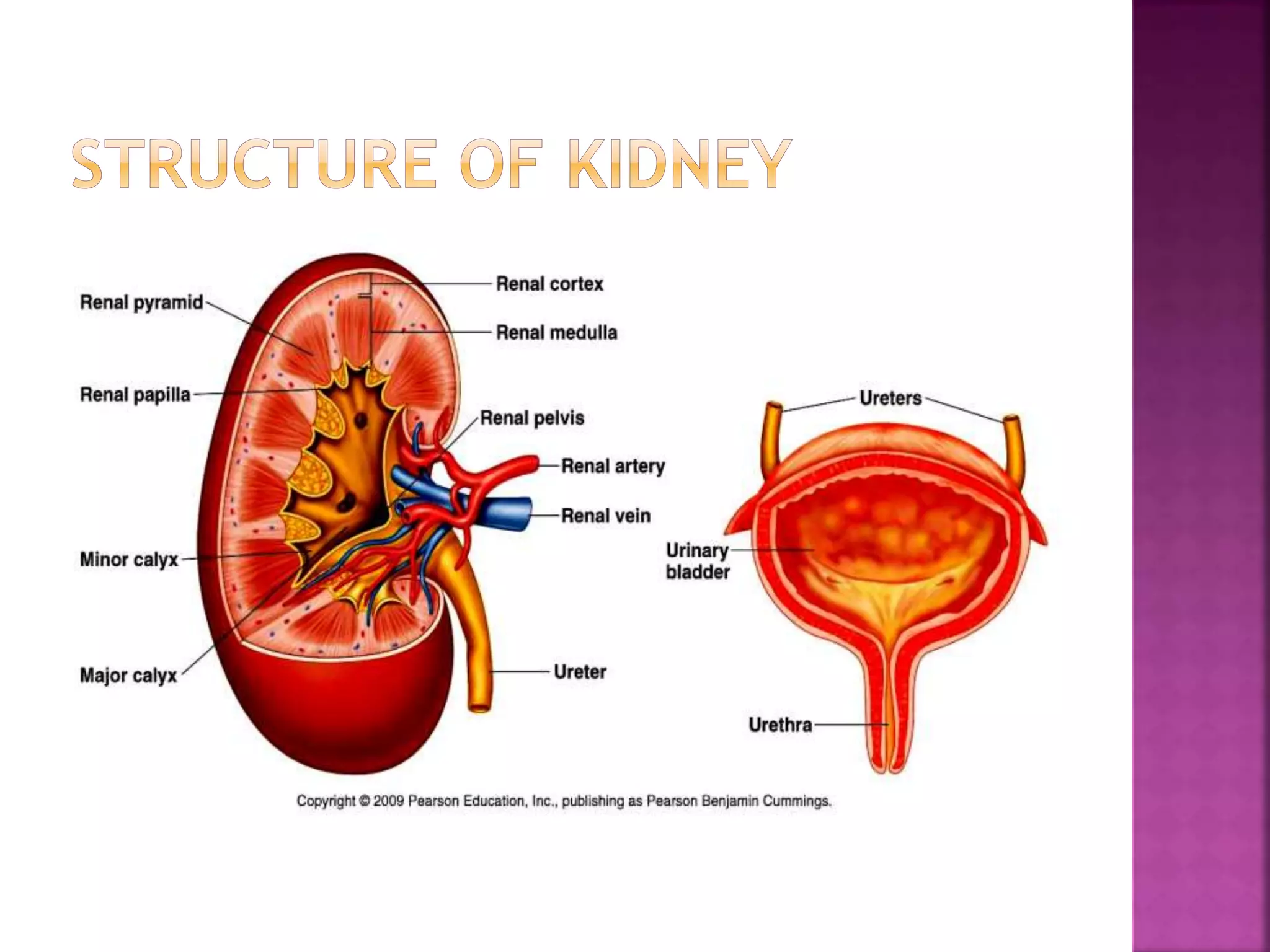 role of kidney in osmoregulation | PPTX
