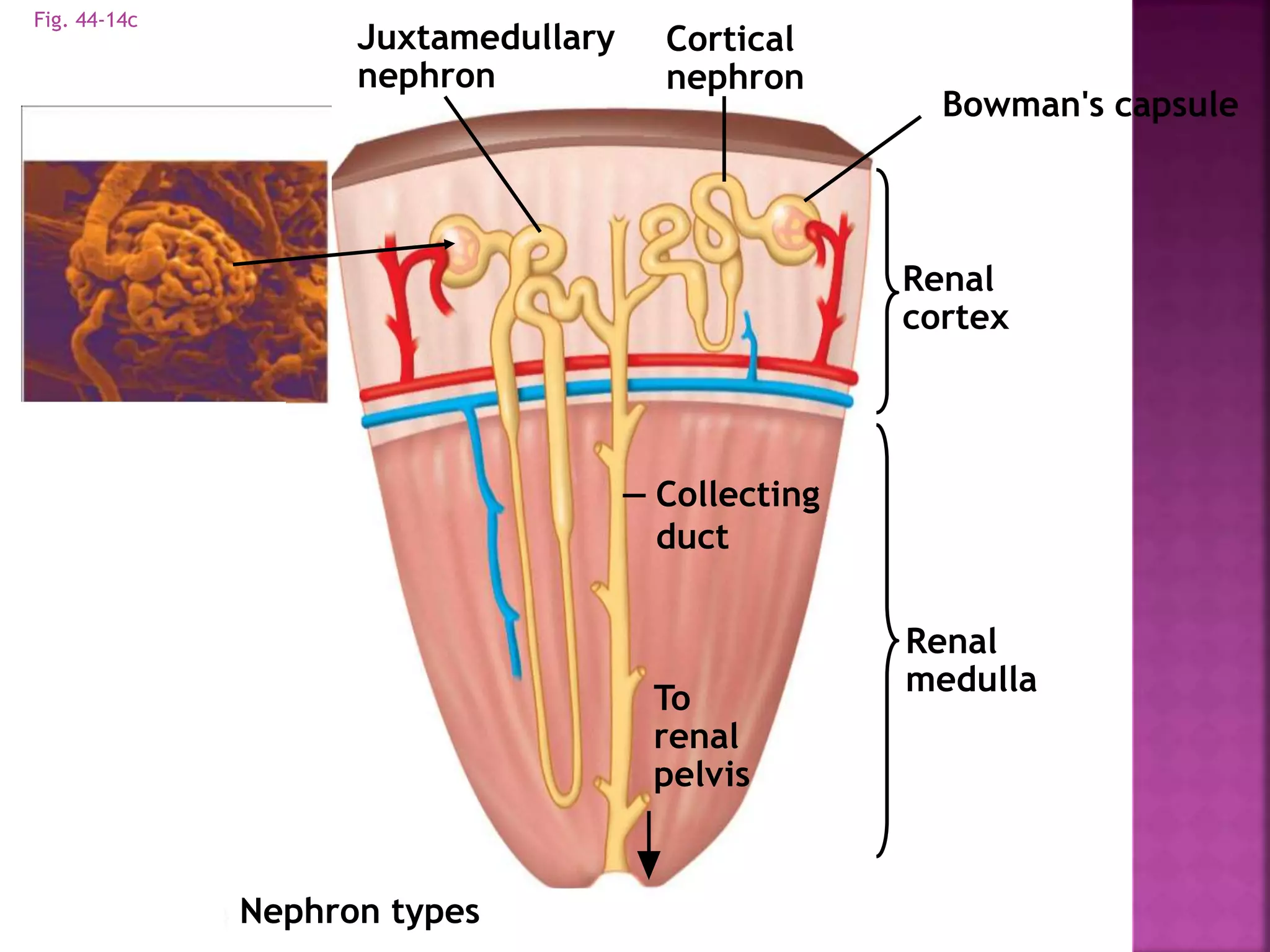 role of kidney in osmoregulation | PPTX