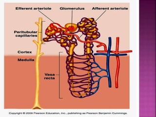 role of kidney in osmoregulation | PPTX
