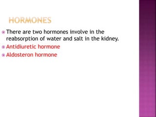 role of kidney in osmoregulation | PPTX