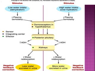 role of kidney in osmoregulation | PPTX
