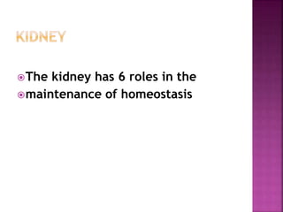 role of kidney in osmoregulation | PPTX