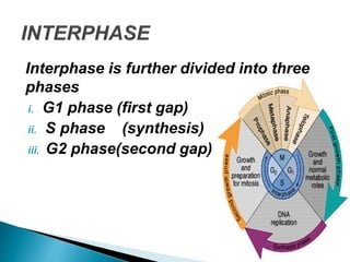 CELL CYCLE | PPT