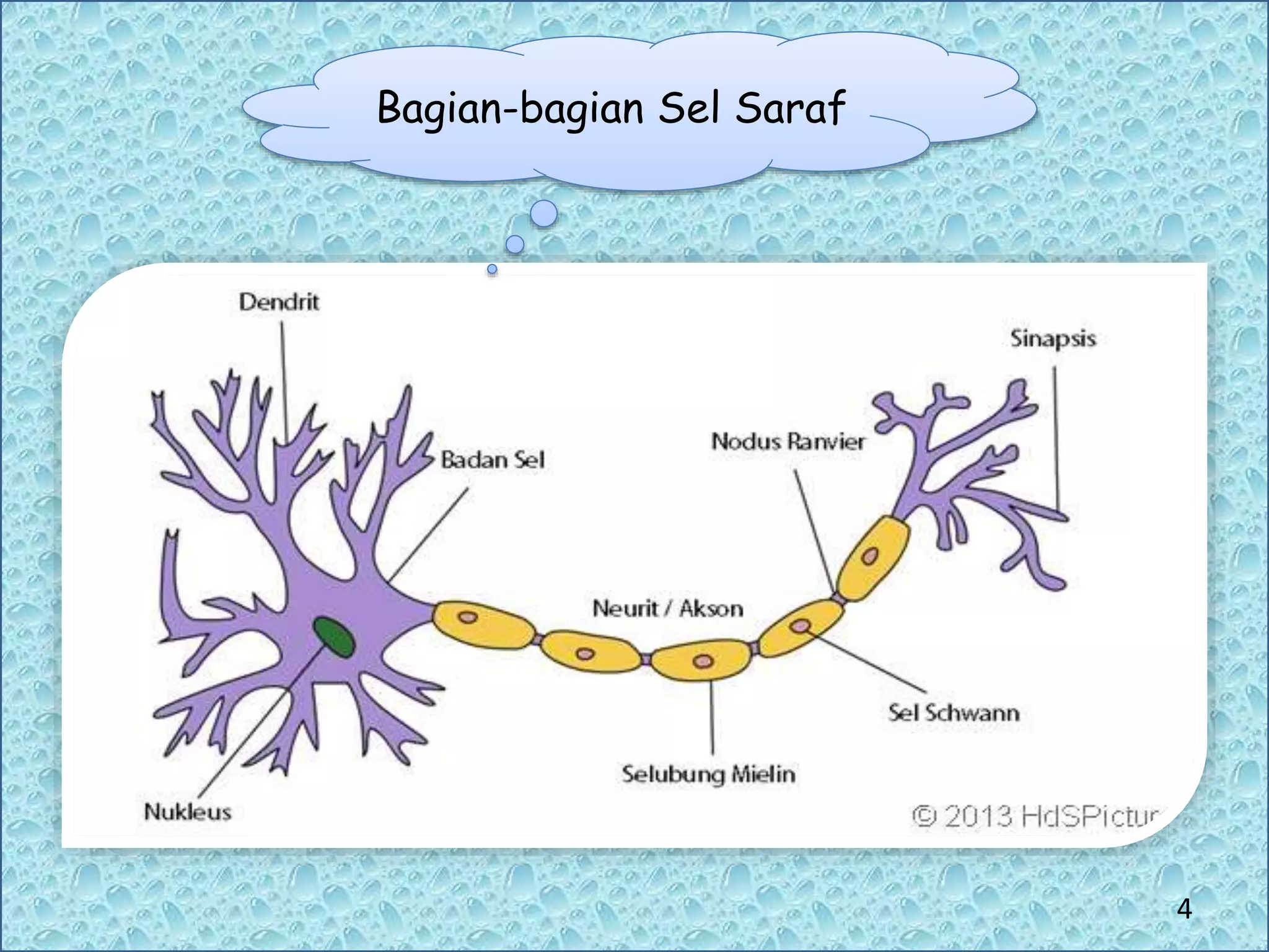 PPT SISTEM SARAF Presentation1 | PPTX