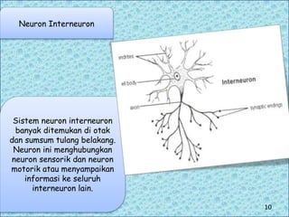 PPT SISTEM SARAF Presentation1 | PPTX