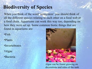 Aquariums: How they are their own ecosystems | PPT