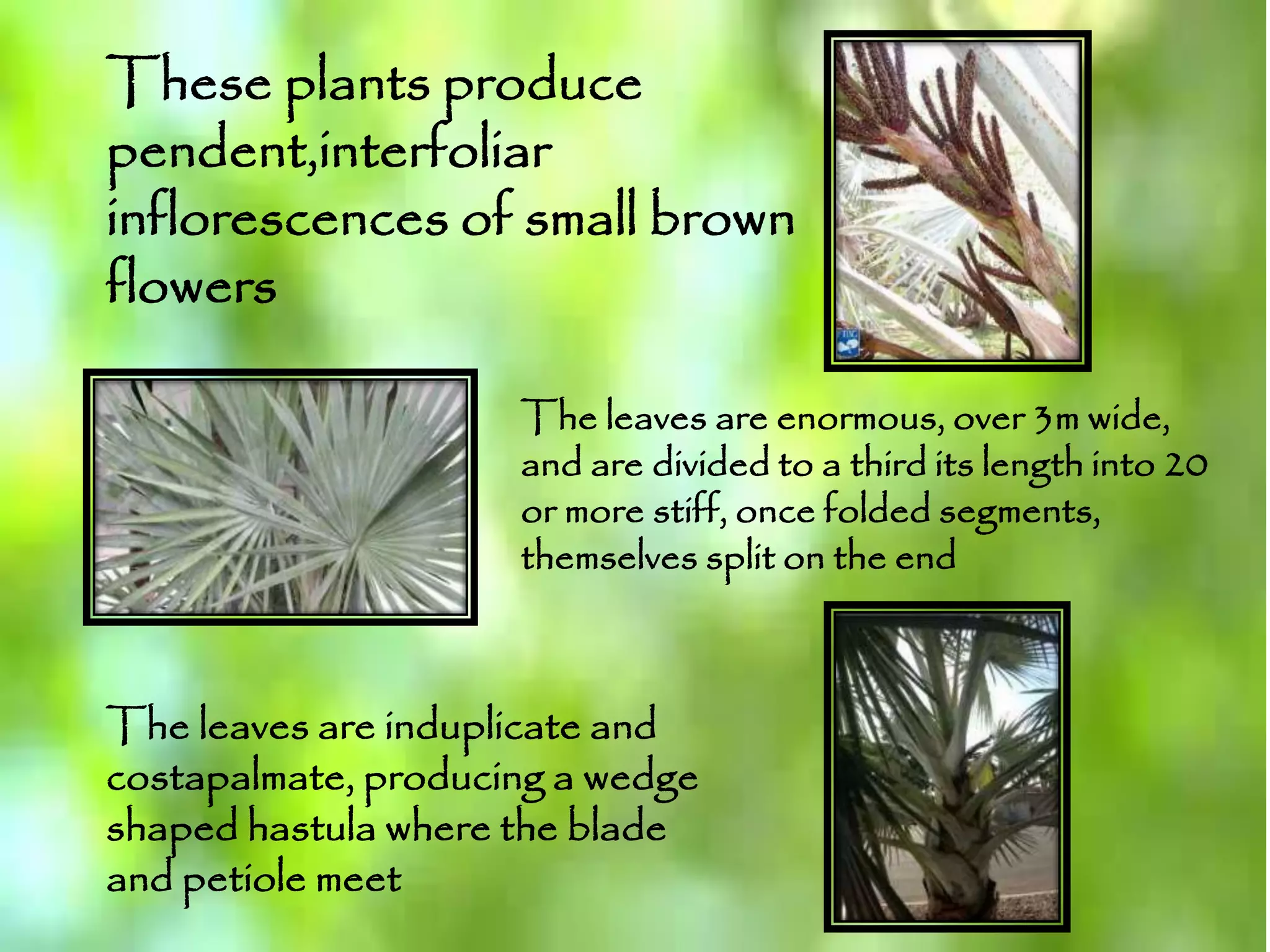 PLANTATION- Composite Climate | PPTX