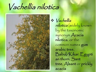 PLANTATION- Composite Climate | PPTX