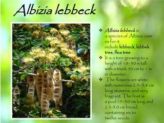 PLANTATION- Composite Climate | PPTX