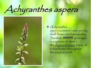 PLANTATION- Composite Climate | PPTX