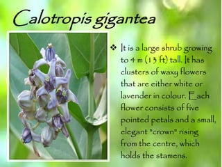 PLANTATION- Composite Climate | PPTX