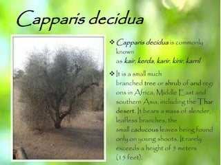 PLANTATION- Composite Climate | PPTX