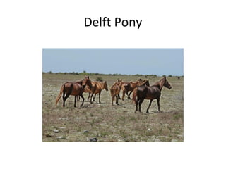 Delft Island Diversity | PPT