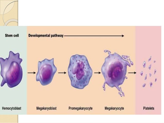 An approach to a patient with Thrombocytopenia