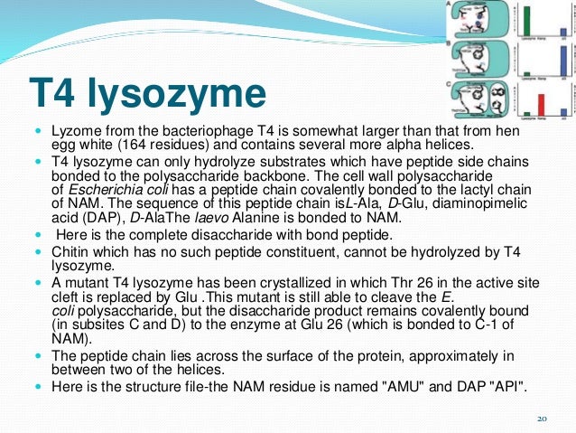 Lysozyme
