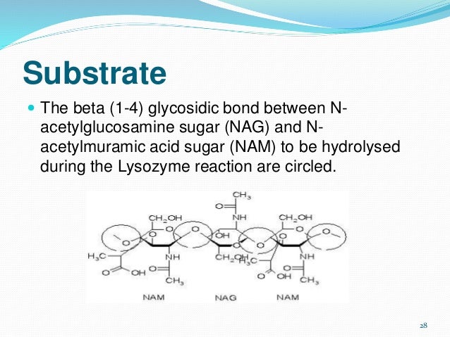 Lysozyme