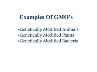 Examples Of Genetically Modified Organisms Animals