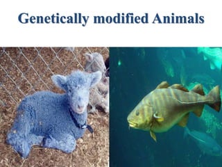Examples Of Genetically Modified Animals