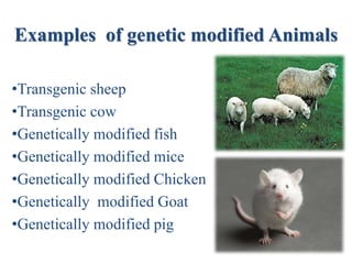 Examples Of Genetically Modified Animals