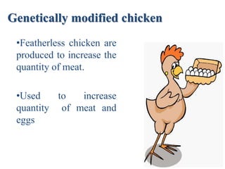 Genetically Modified Featherless Chicken