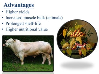 Genetically Modified Cows Muscle