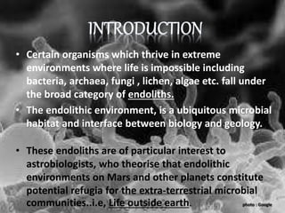 Endolithic Bacteria In Low Temperature Environment, A Case of Life on ...
