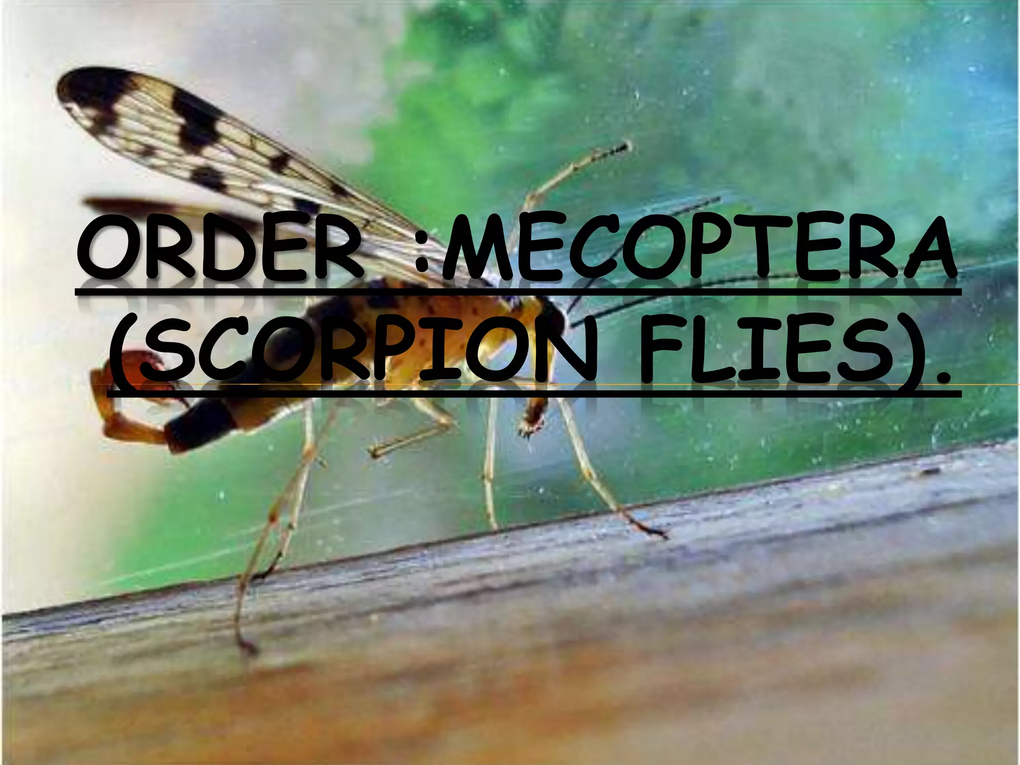 BIOLOGY ,HABITAT AND IMPORTANT DIAGONOSTIC FEATURES OF THE INSECT ORDER ...