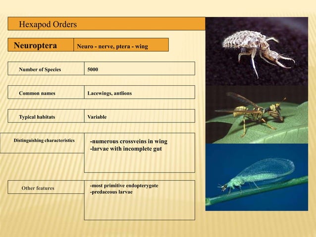 BIOLOGY ,HABITAT AND IMPORTANT DIAGONOSTIC FEATURES OF THE INSECT ORDER ...