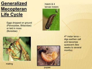 Scorpion Fly Life Cycle