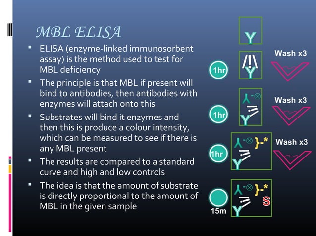 A Brief Introduction To Mannose Binding Lectin Mbl And Its Clinical Significance Ppt