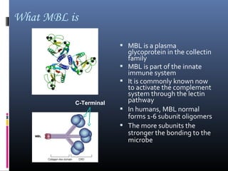 A Brief Introduction to Mannose-Binding Lectin (MBL) and its Clinical ...