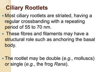 Centrioles and Basal Bodies | PPT