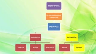 Salvinia | PPTX