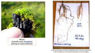 Biomass Pyrolysis, Biochar, Syngas | PPTX