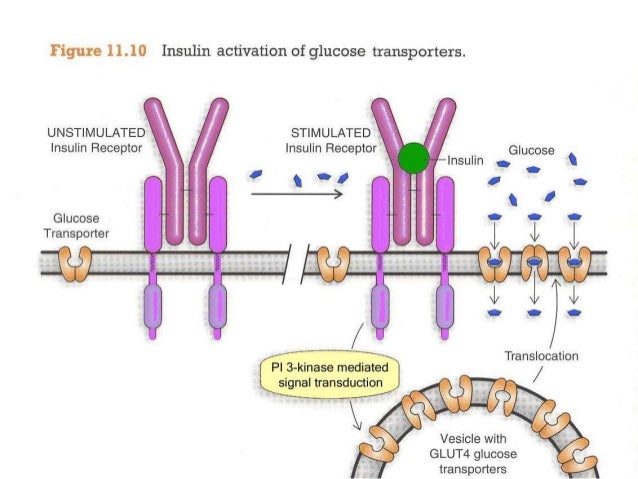 glucose metabolism insulin