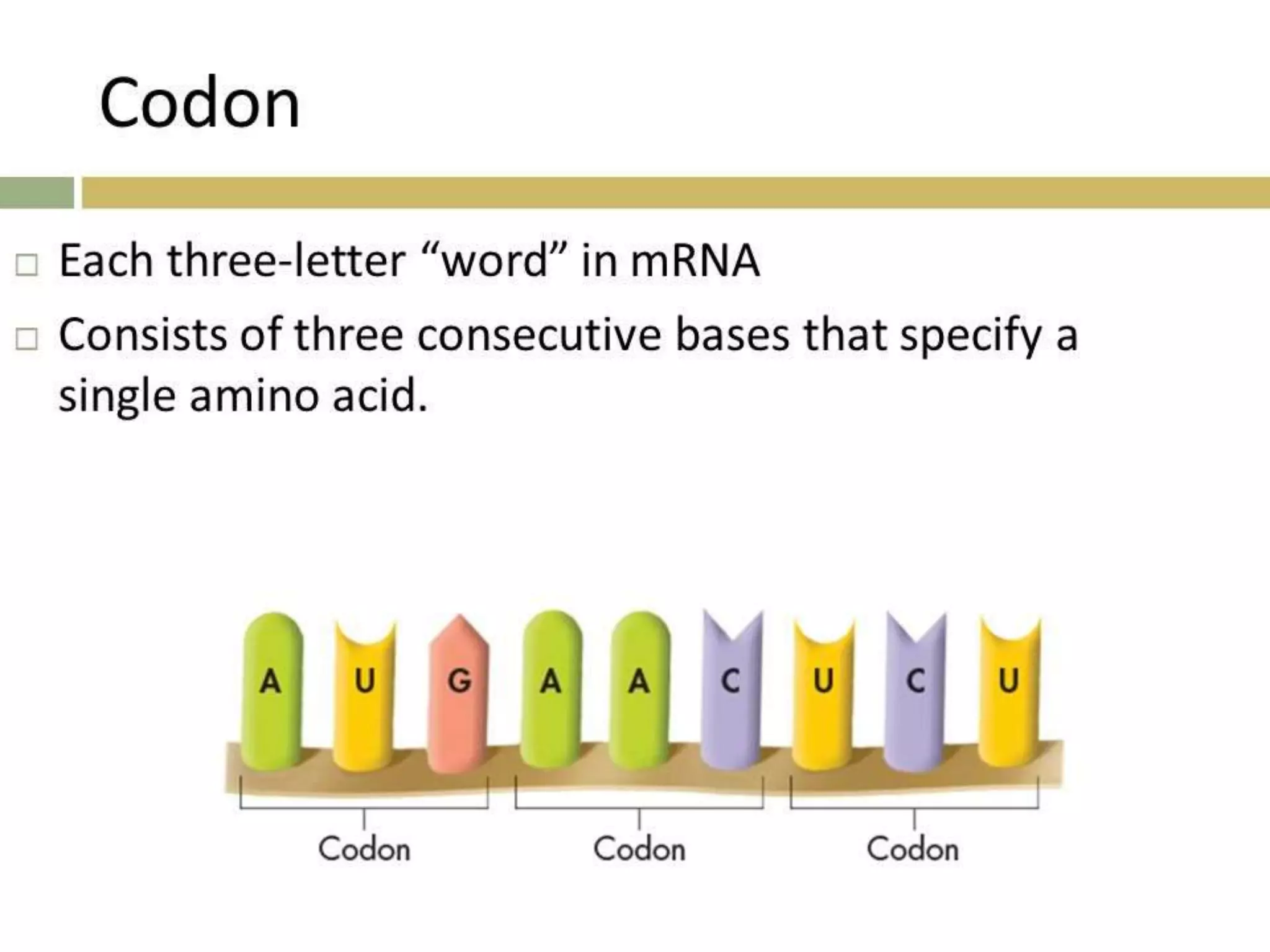 genetic code | PPTX | Programming Languages | Computing