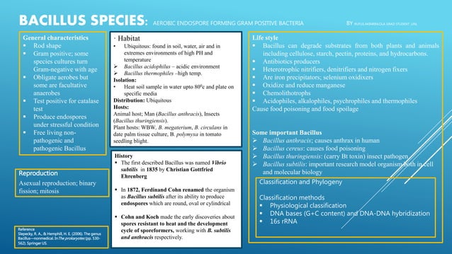 Bacillus species; the power points | PPTX