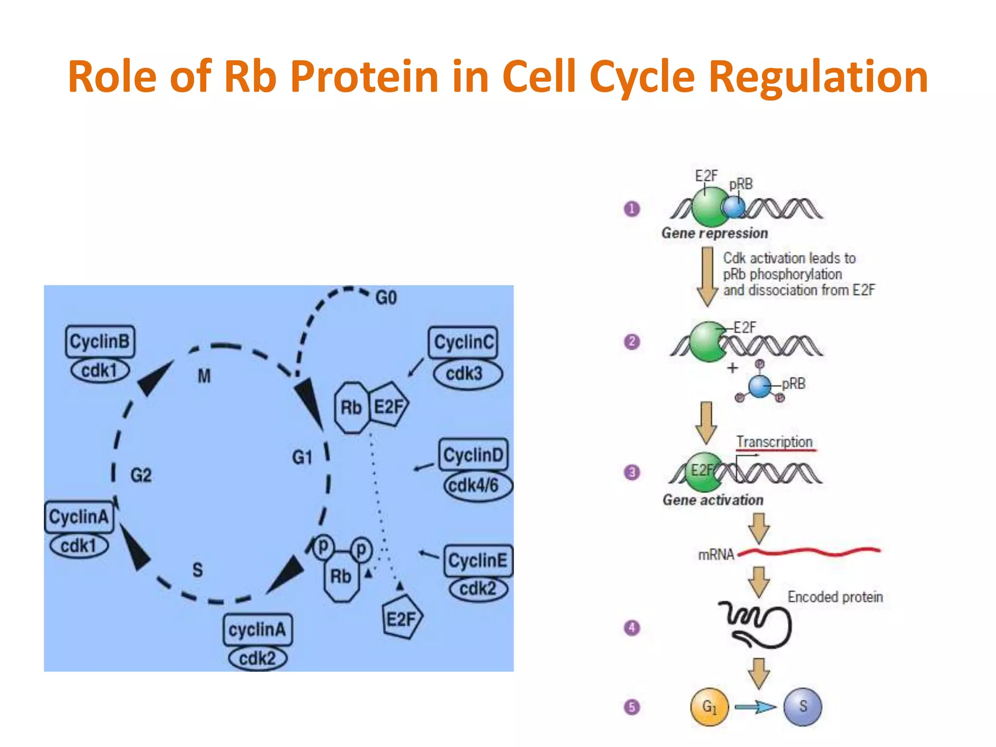 Cell Cycle Regulation | PPTX