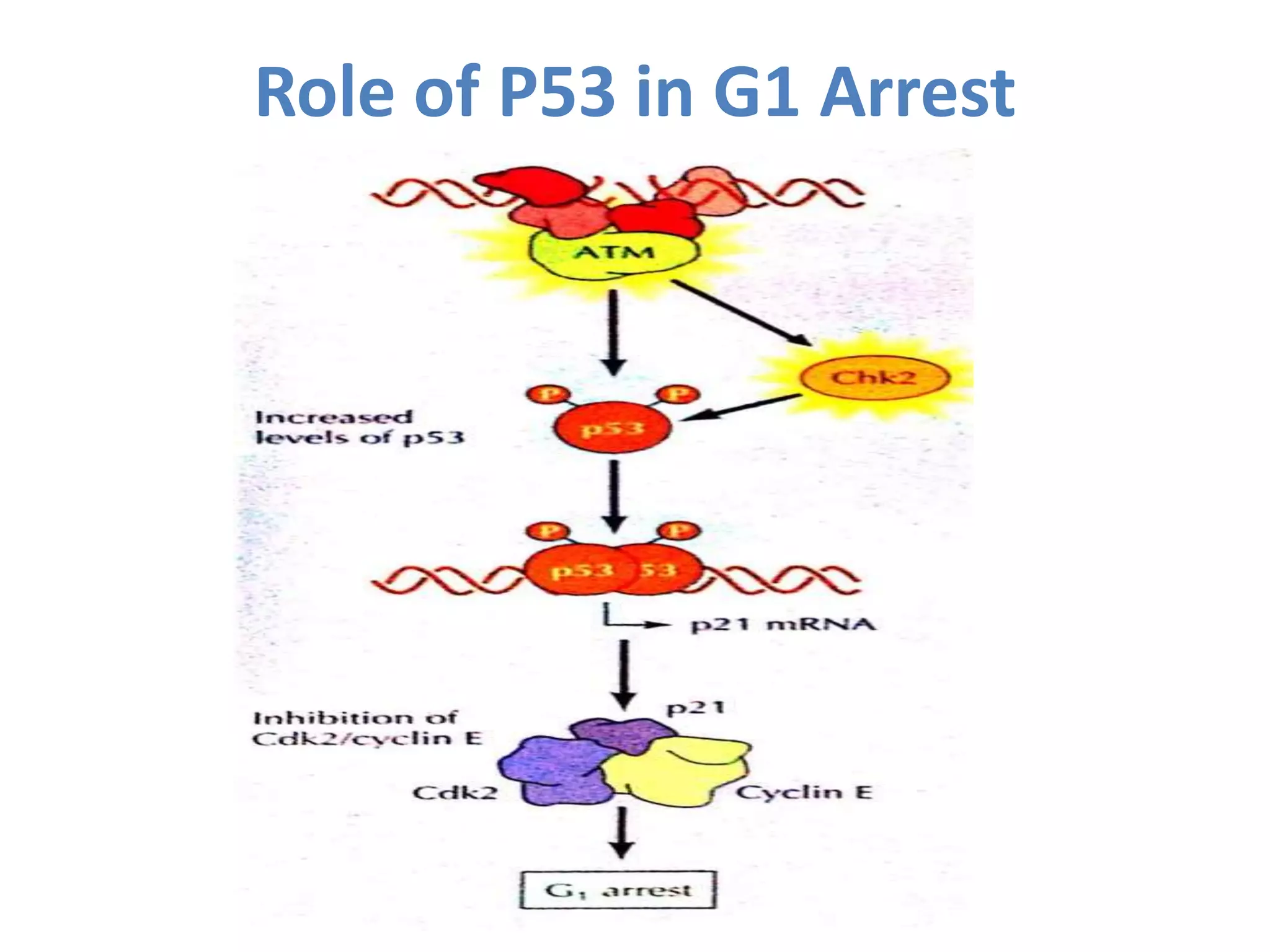 Cell Cycle Regulation Pptx