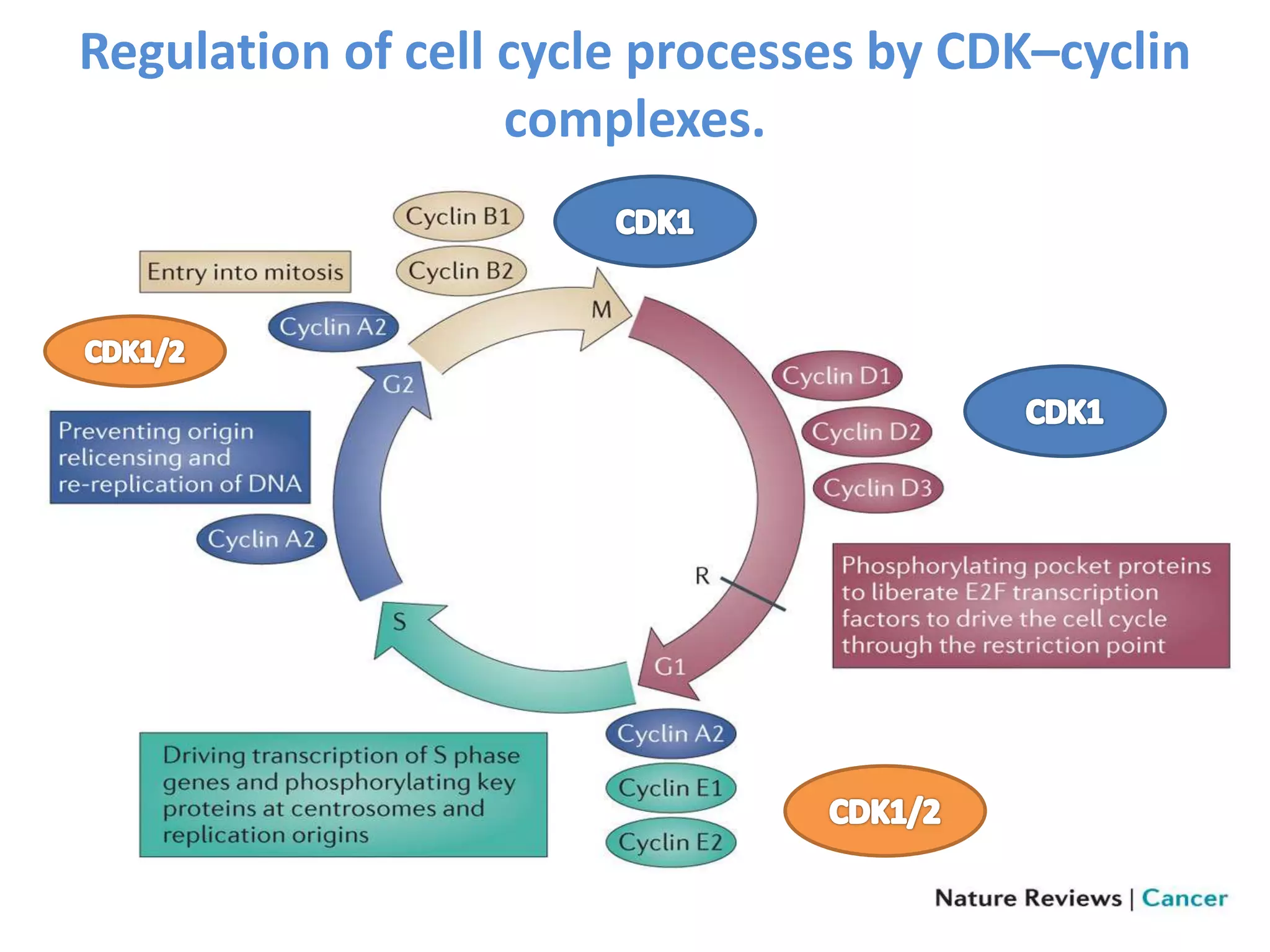 Cell Cycle Regulation | PPTX