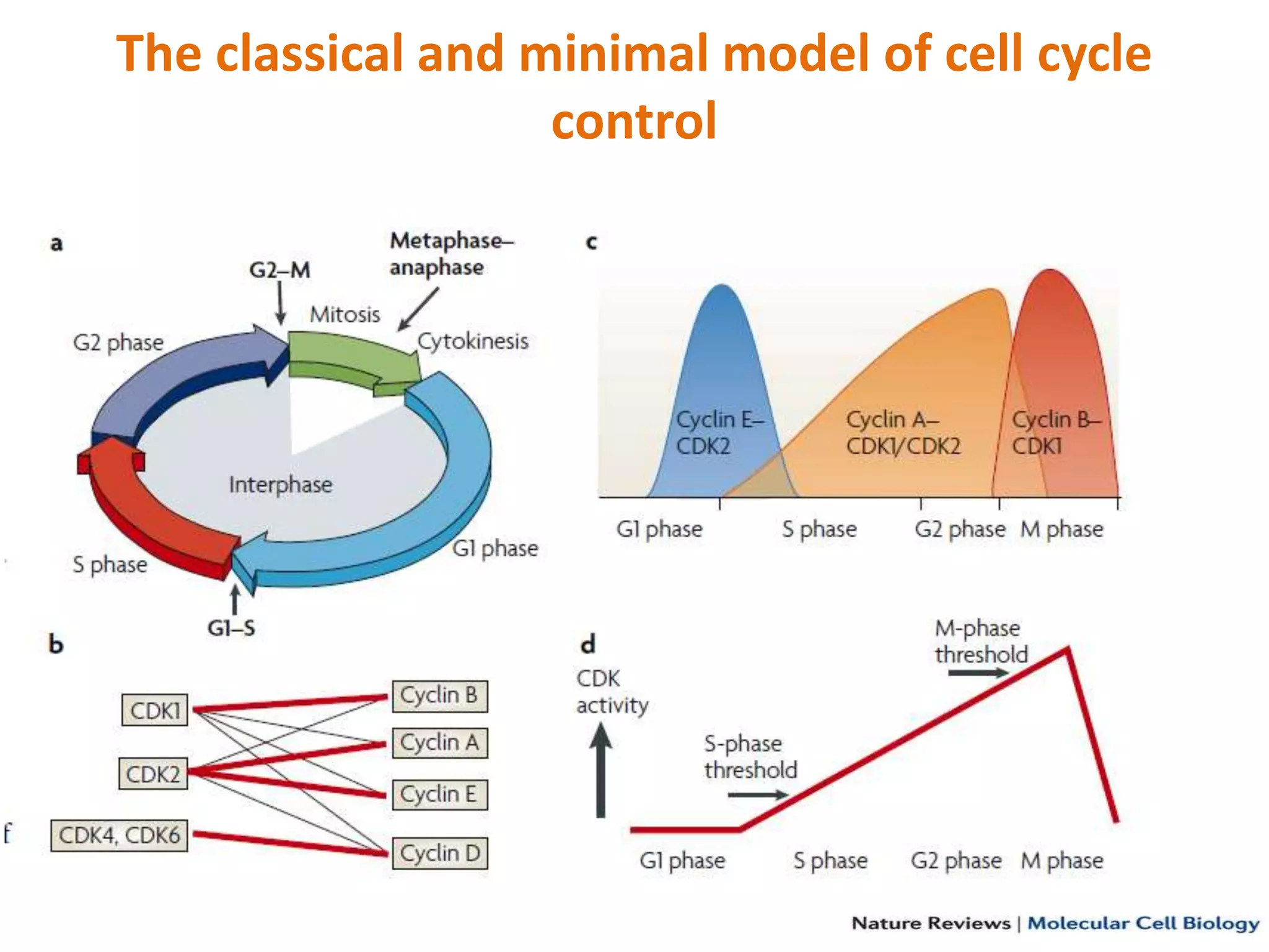 Cell Cycle Regulation | PPTX
