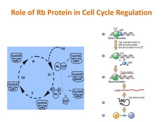 Cell Cycle Regulation | PPTX