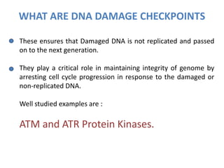 Cell Cycle Regulation | PPTX