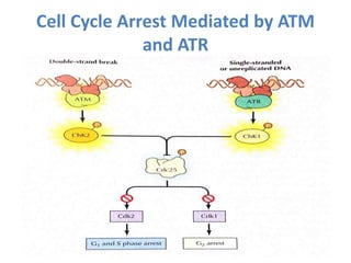 Cell Cycle Regulation | PPTX