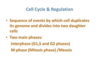 Cell Cycle Regulation | PPTX