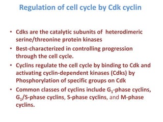 Cell Cycle Regulation | PPTX